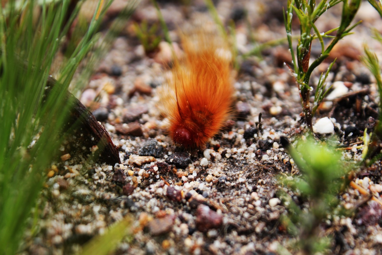 MONT ROCHELLE NATURE RESERVE